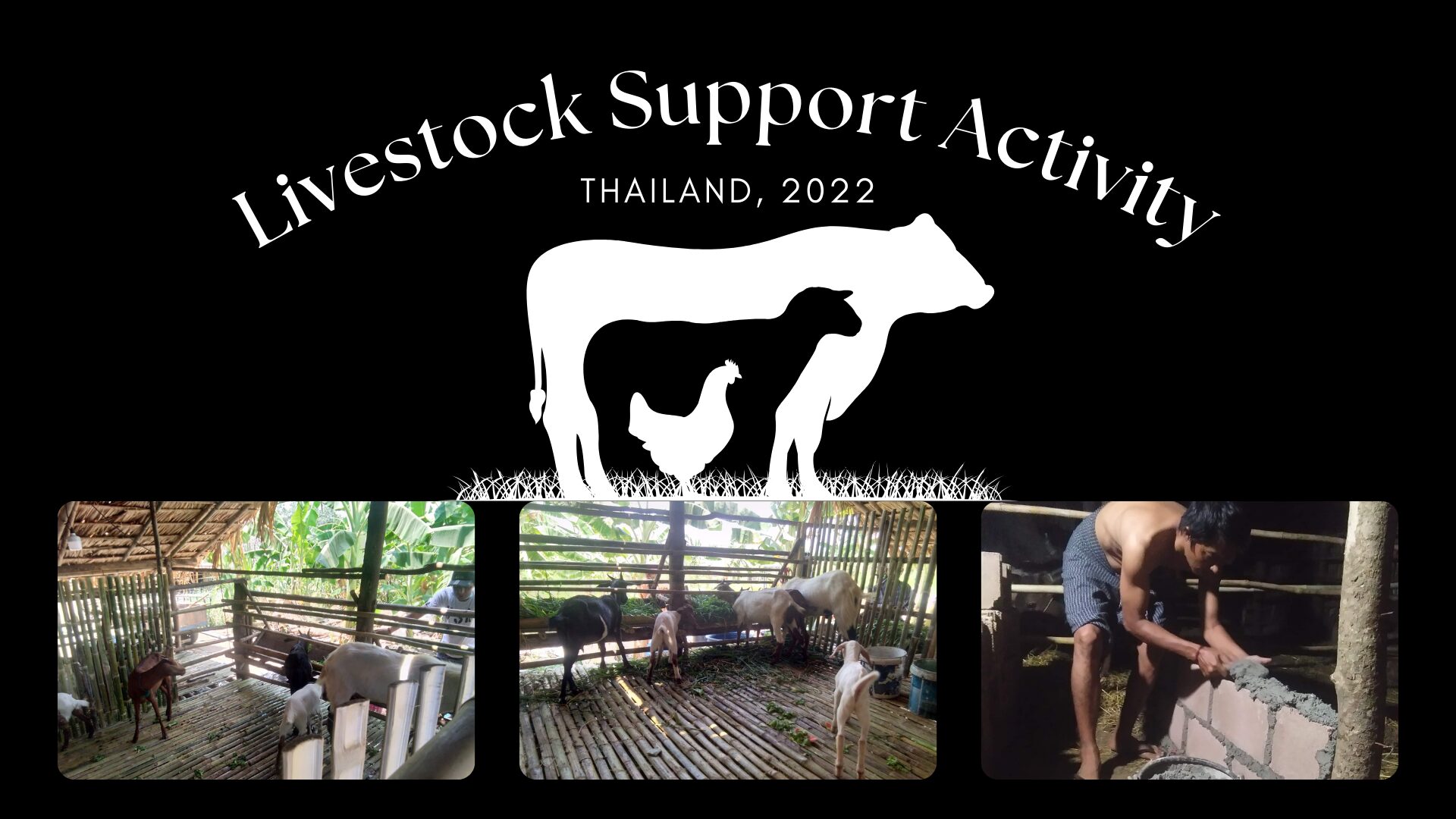 Livestock Support Activities (2022) | NEW MYANMAR FOUNDATION